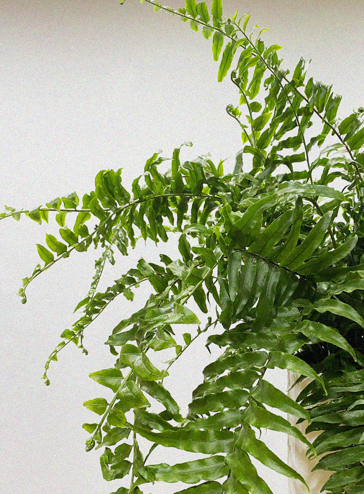 Helecho Macho – LYRATA Casa de Plantas